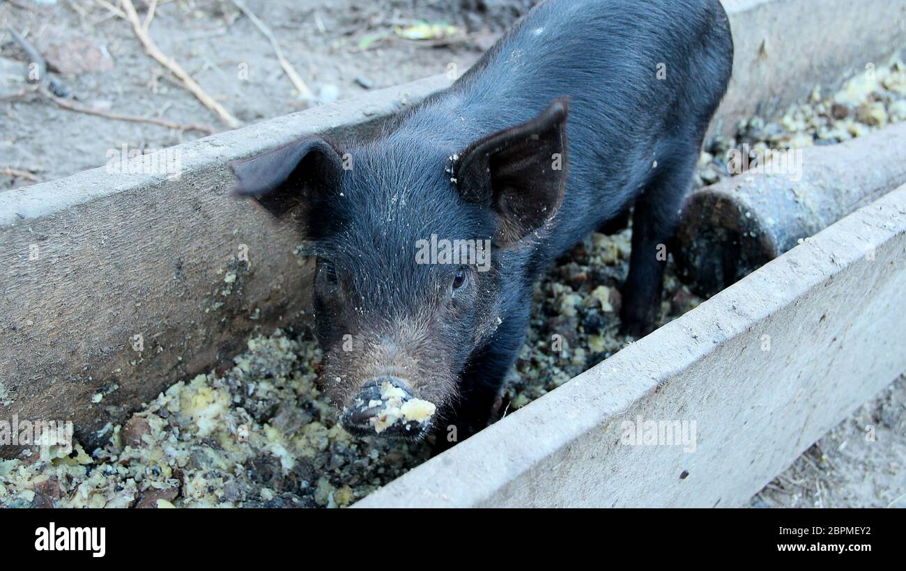 Little piglet eating from trough on farm yard. Funny pigs Young baby ...