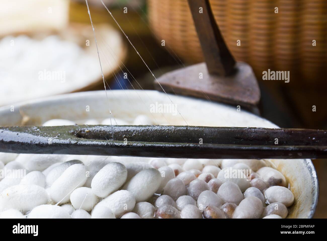 Boiling cocoon in a pot to prepare a cocoon silk Stock Photo - Alamy