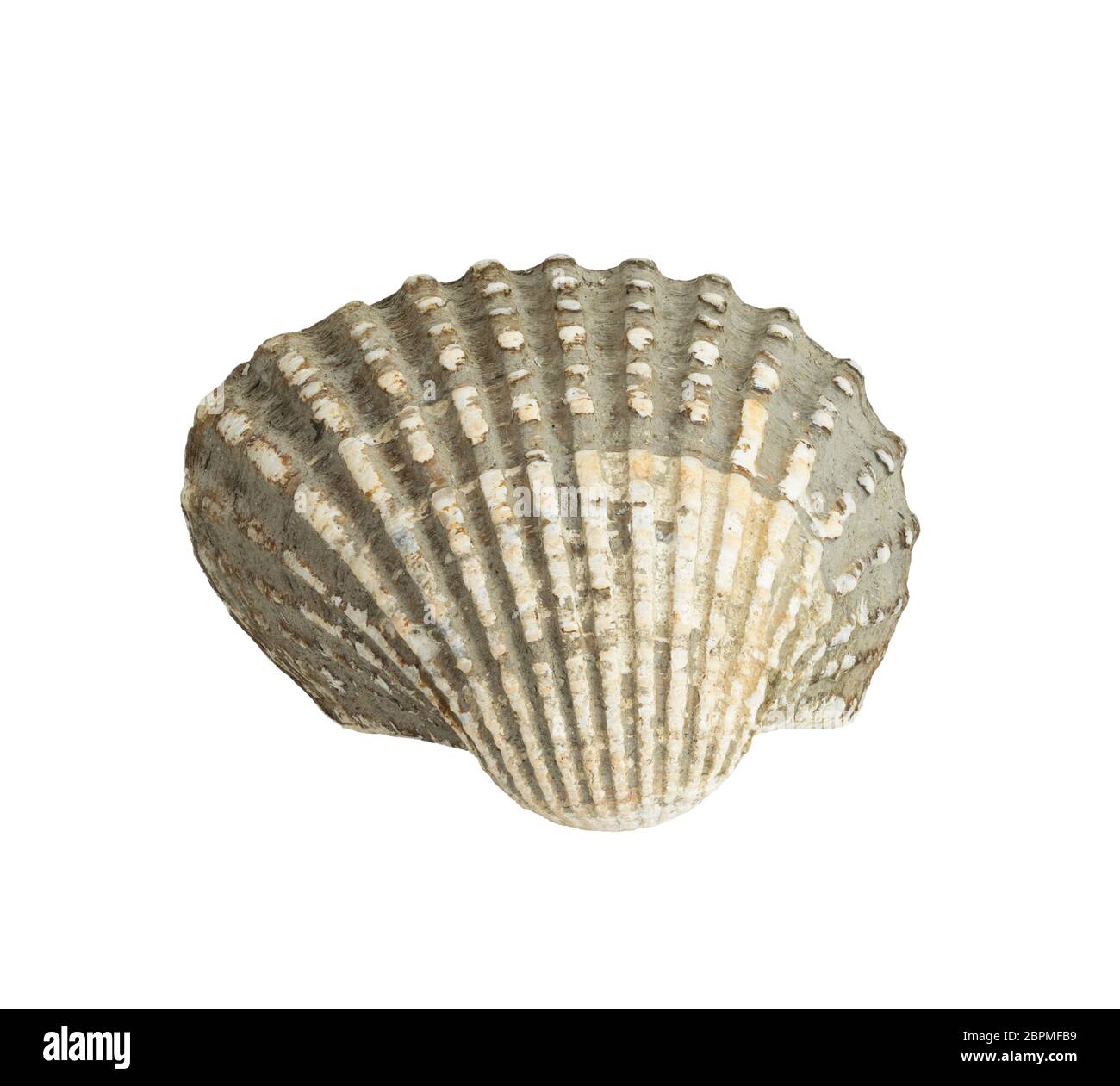 Cockle shell or scallop shall isolated on white background, Clipping ...