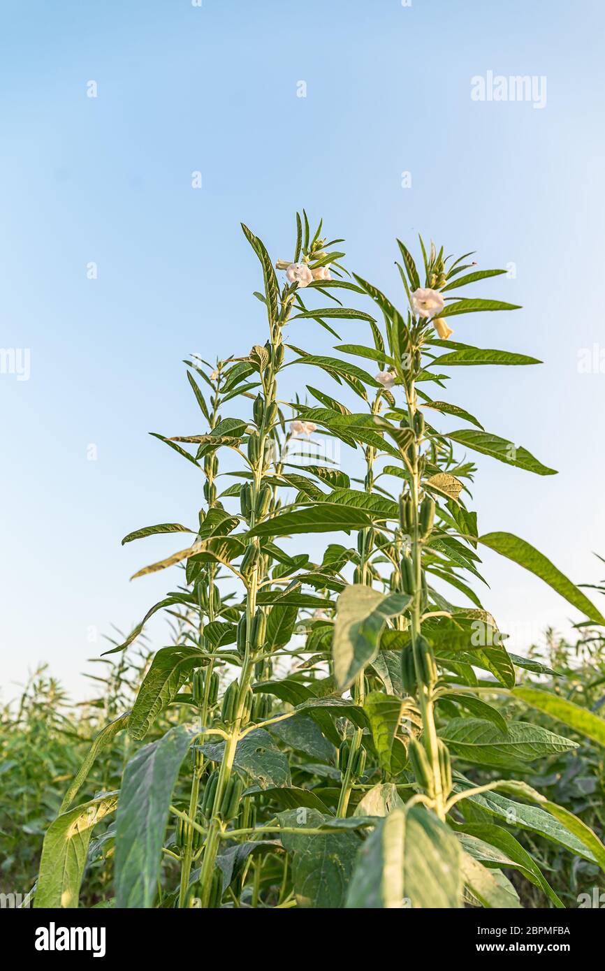 Farmland in the growth of sesame on tree in sesame plants Stock Photo ...