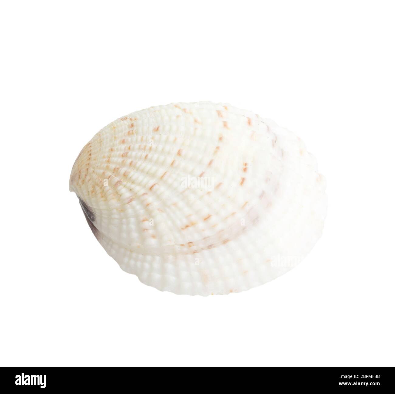 Close up Scallop seashell isolated on white background,clipping path ...