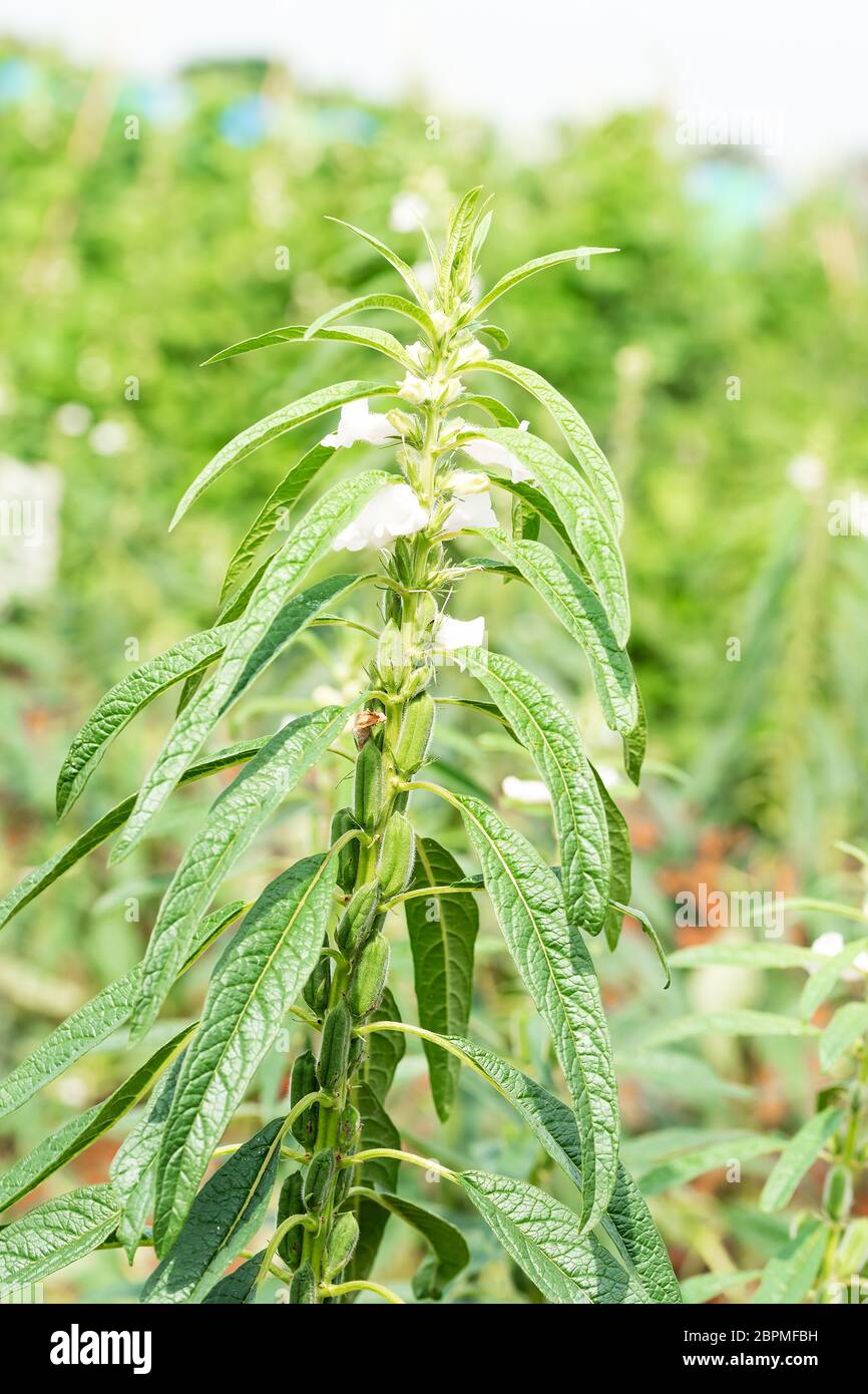 Sesame seed flower on tree in the field, Sesame a tall annual ...