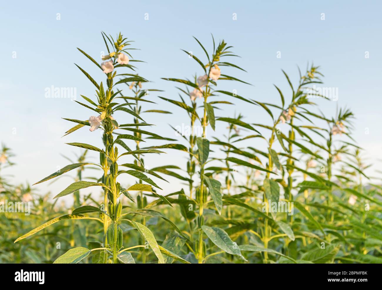 Farmland in the growth of sesame on tree in sesame plants Stock Photo ...