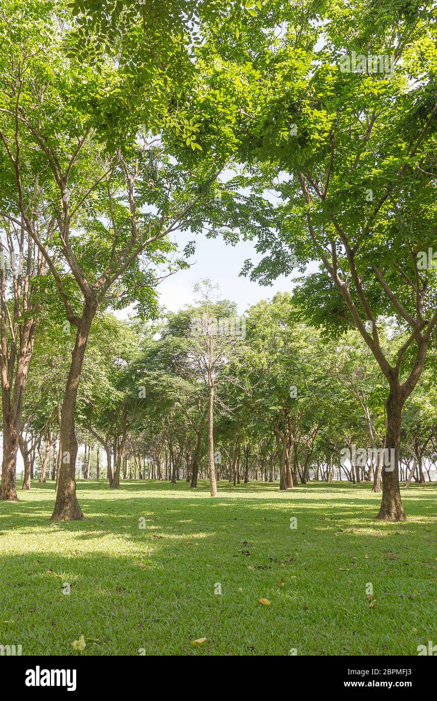 Public green park with green grass field and fresh tree plant Stock ...