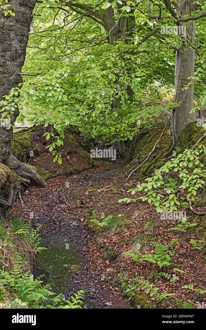Dry stream channel hi-res stock photography and images - Alamy
