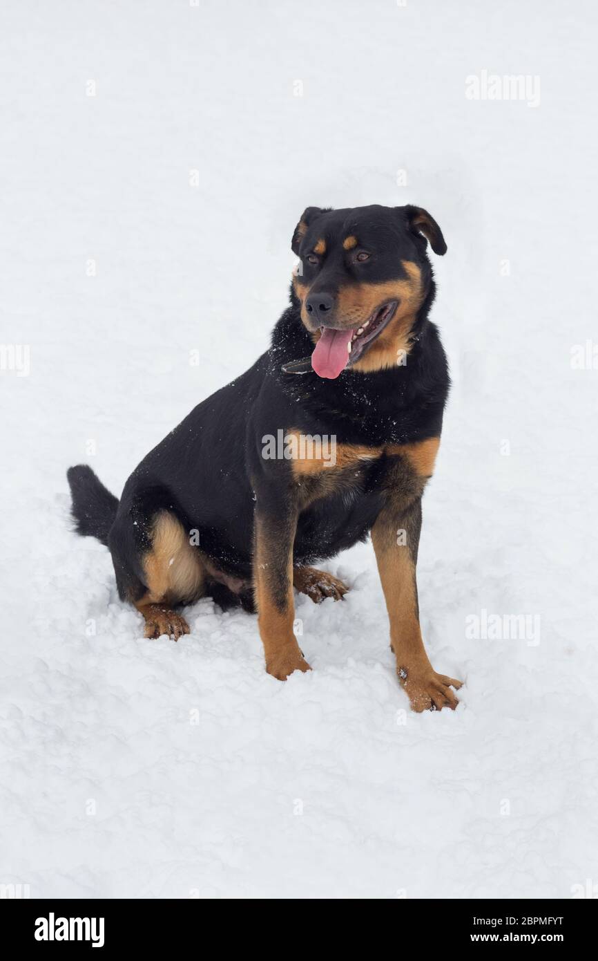 Cute rottweiler puppy is sitting on a white snow in the winter park ...