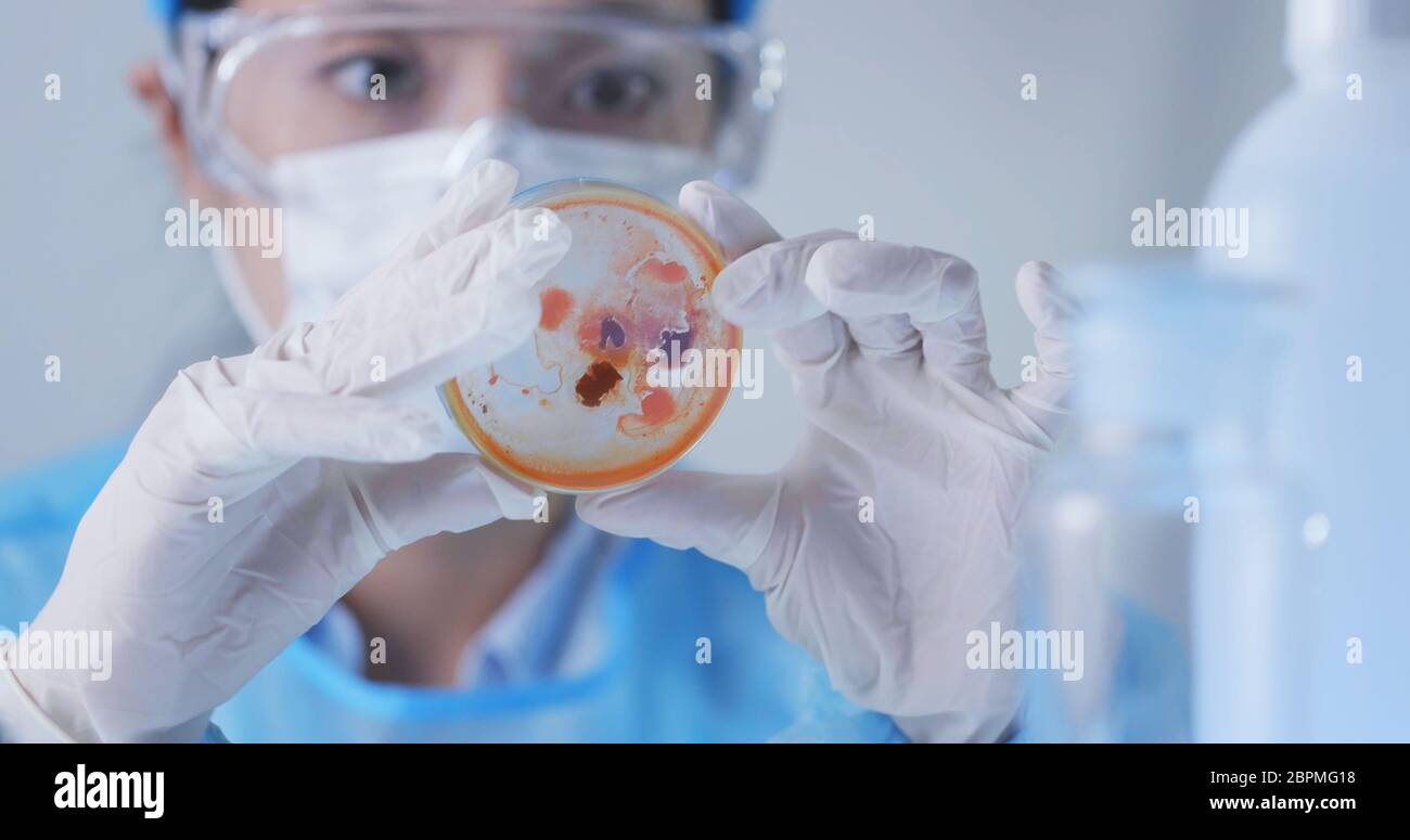 Scientist observation about petri dish in lab Stock Photo - Alamy