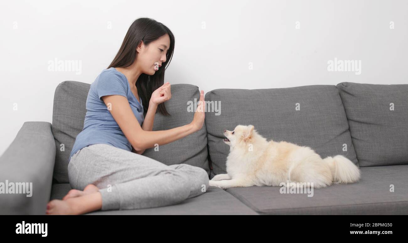 Woman training her dog Stock Photo - Alamy