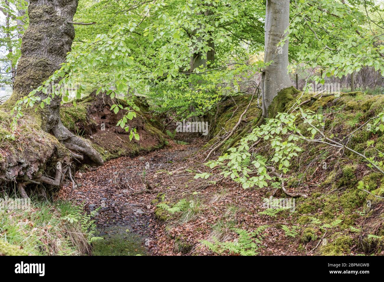 Dry stream channel hi-res stock photography and images - Alamy