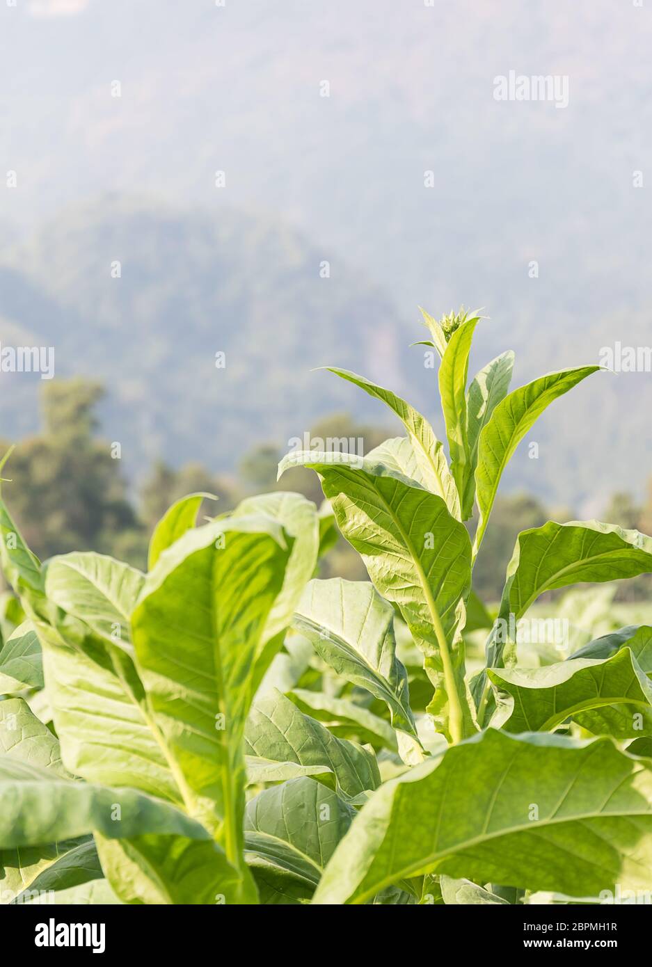Close up Common tobacco, the Nicotiana tabacum is an annually-growing ...