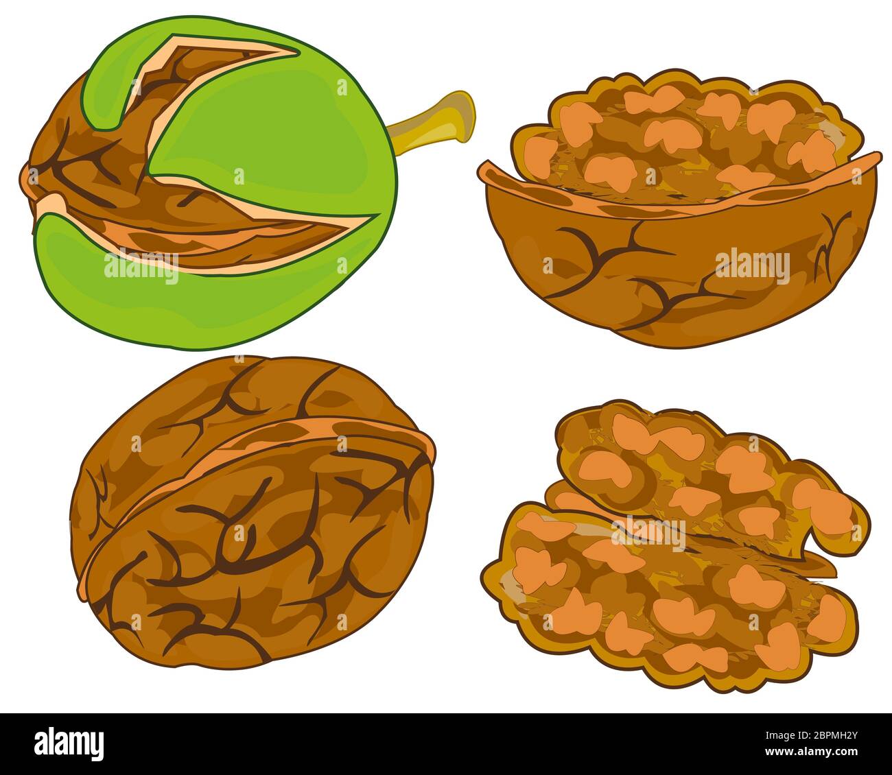 Vector illustration of the south fruit walnut Stock Photo - Alamy