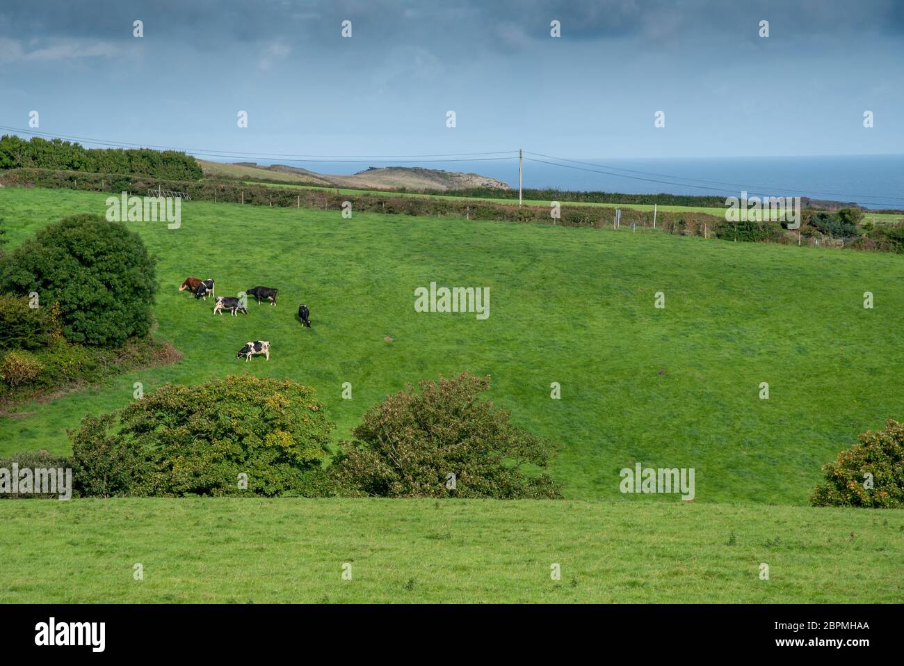 Dairy cows uk cornwall hi-res stock photography and images - Alamy