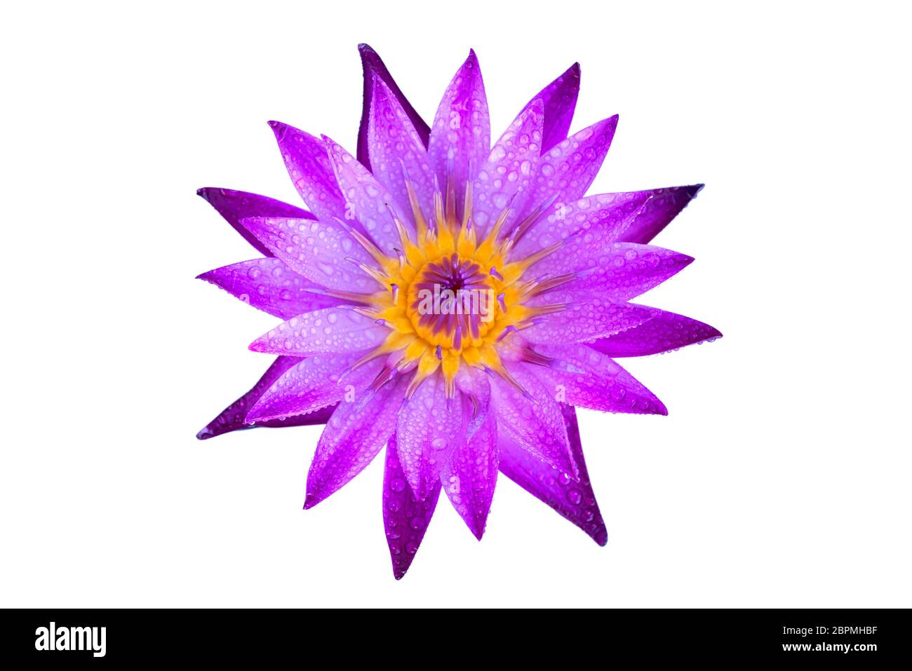 Top view flat lay purple water lily with water drops isolated on white ...