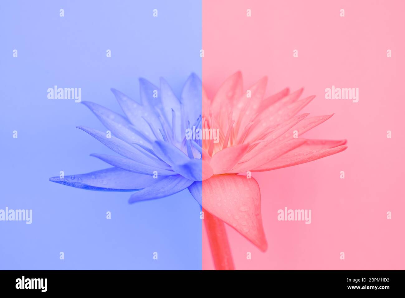 Duotone water lily flower. blue and red Stock Photo - Alamy