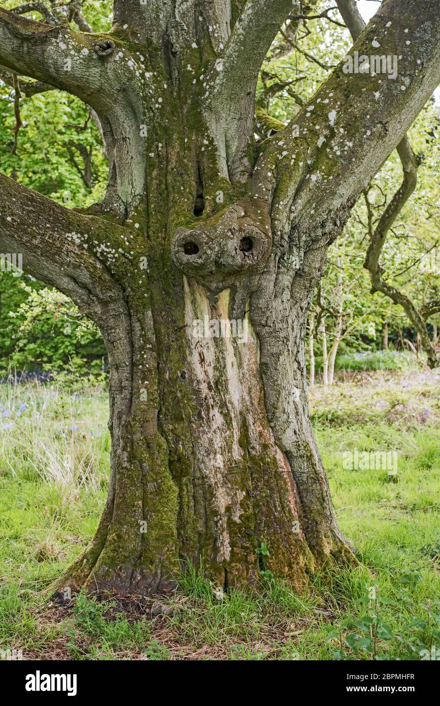 Eye level image of interesting natural burr (burl, bur) on trunk or ...