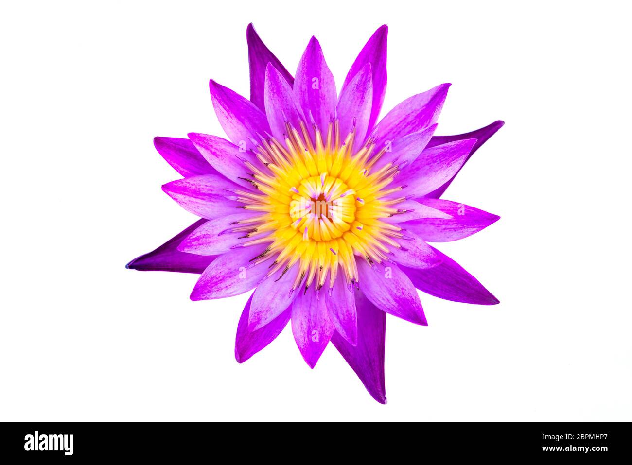 Top view flat lay purple water lily isolated on white background Stock ...