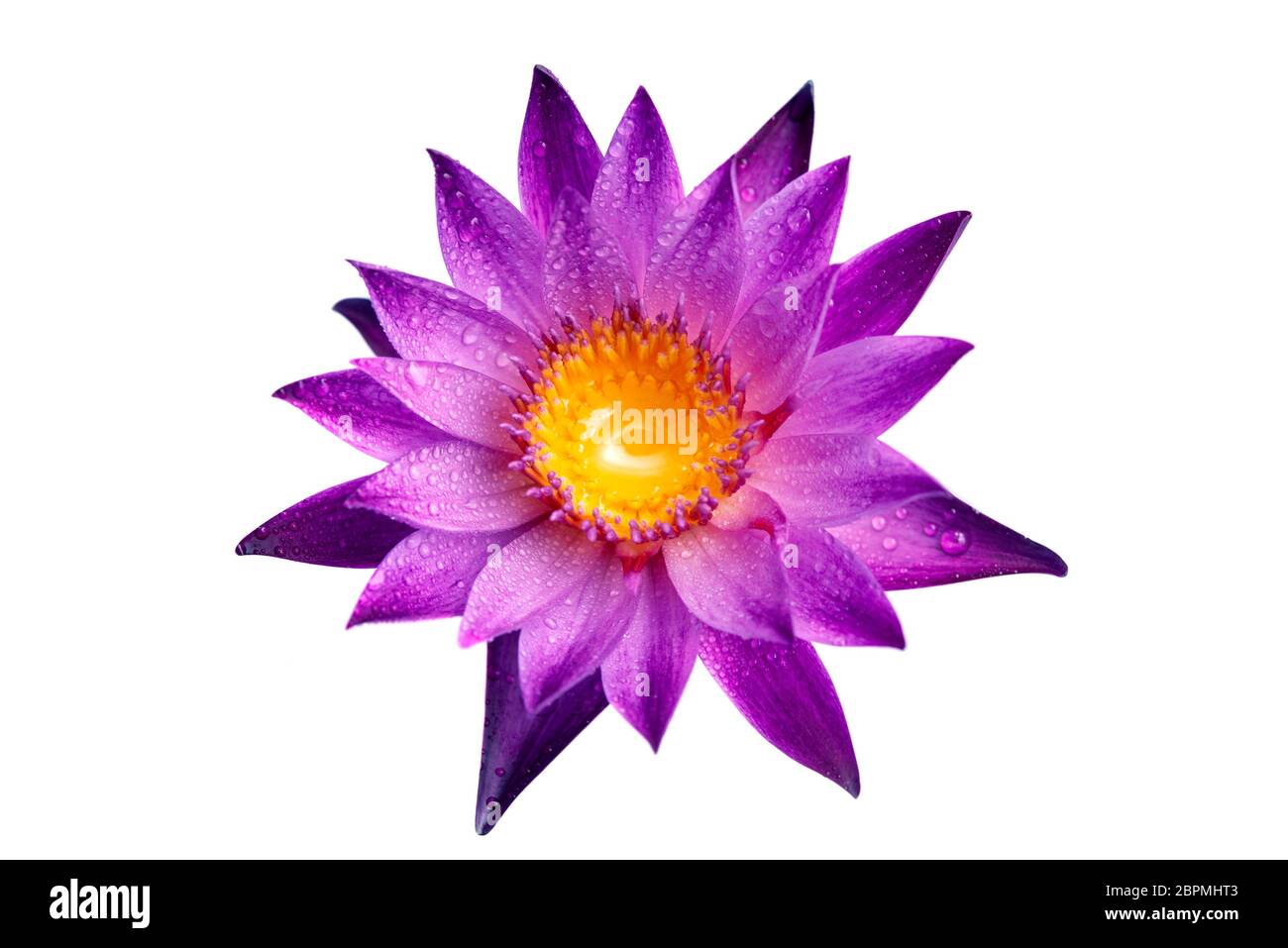 Purple lotus flower top view Cut Out Stock Images & Pictures - Alamy