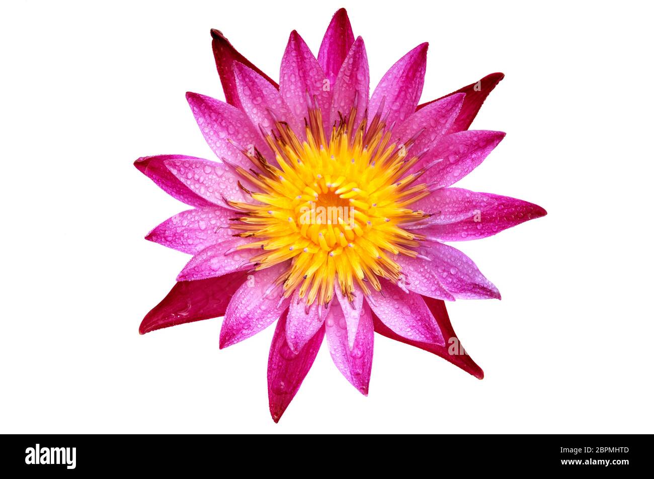 Top view flat lay pink water lily with water drops isolated on white ...