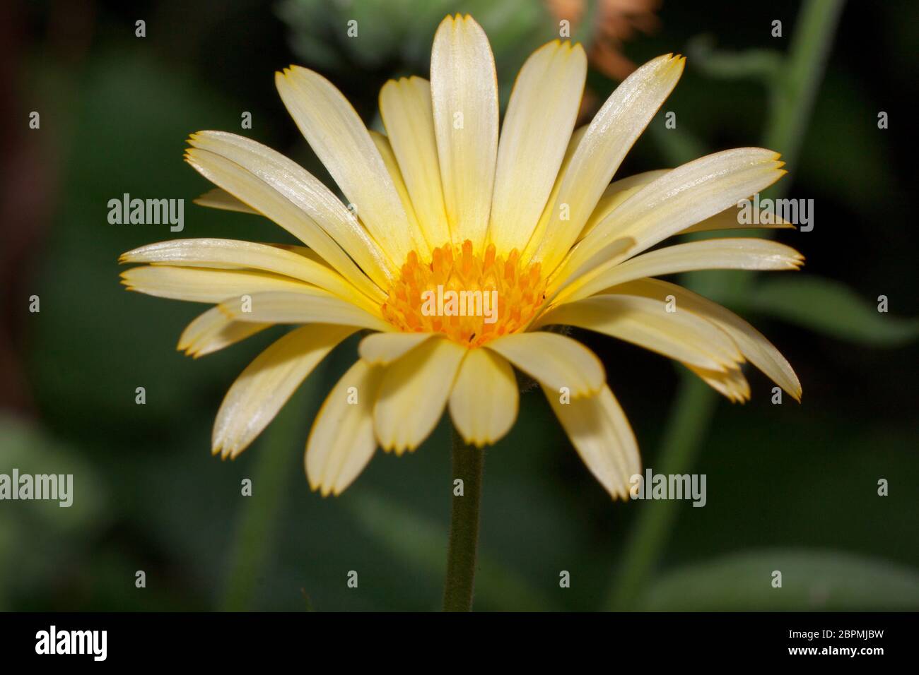 Beautiful yellow calendula is growing on a meadow. Close up. Live ...