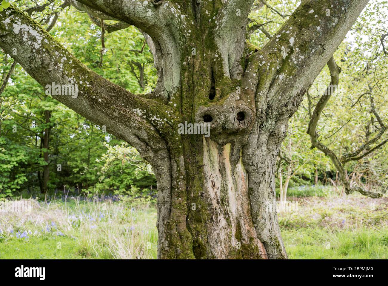Eye level image of interesting natural burr (burl, bur) on trunk or ...