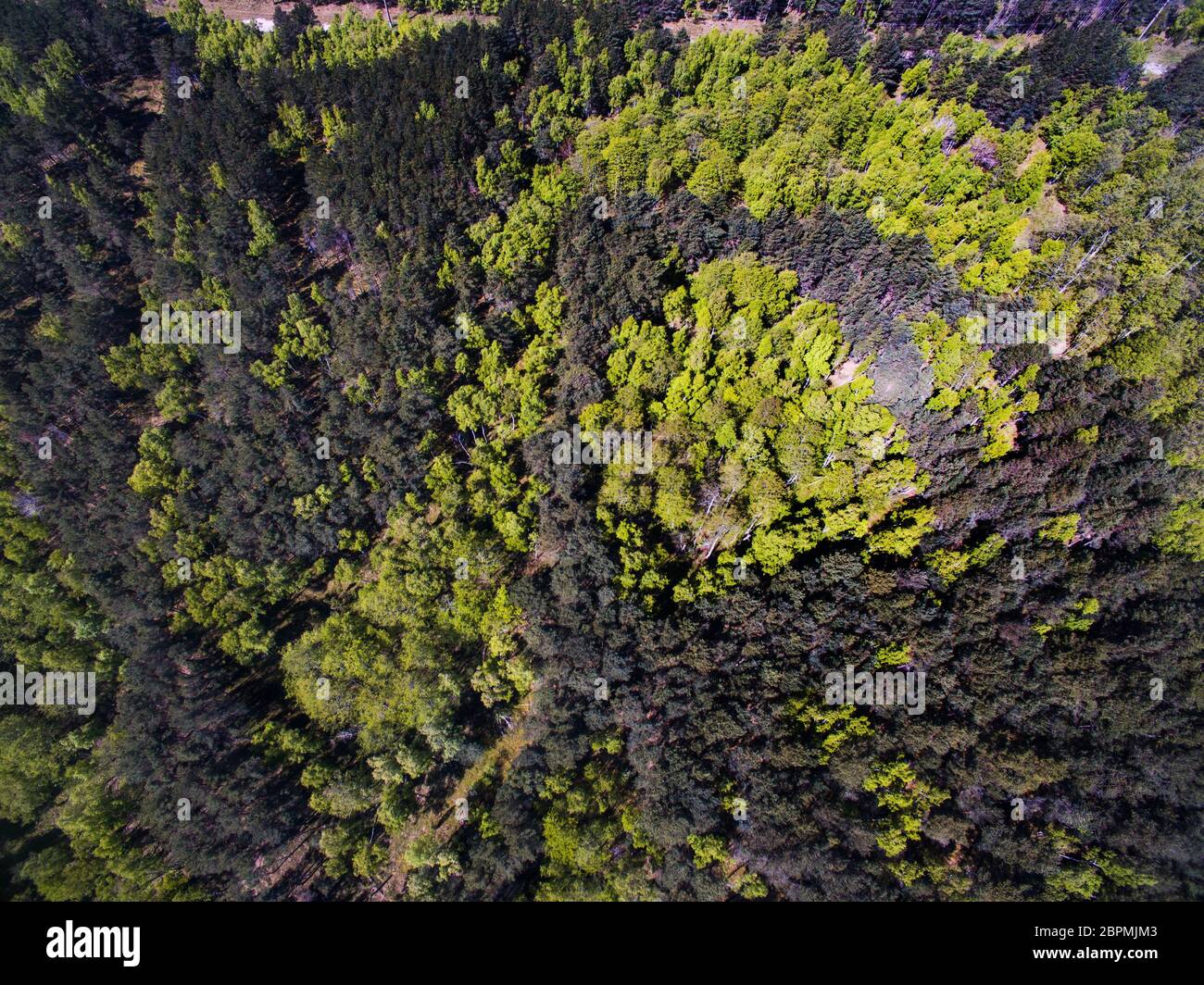 Top view of forests, trees and road. Fresh sunny spring landscape ...