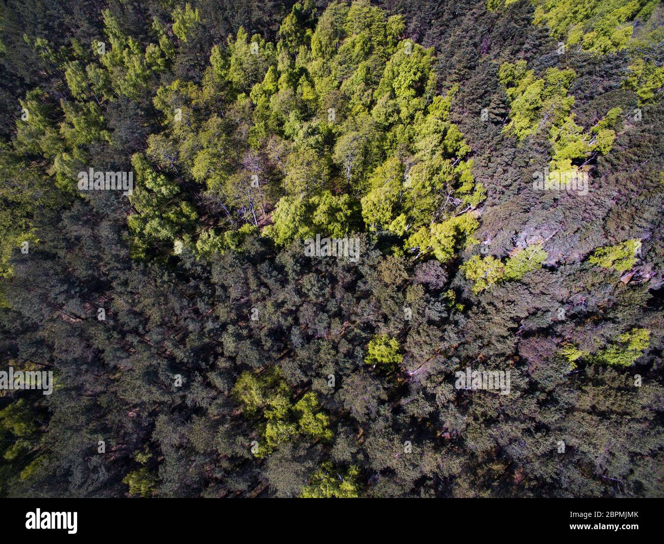 Top view of forests, trees and road. Fresh sunny spring landscape ...