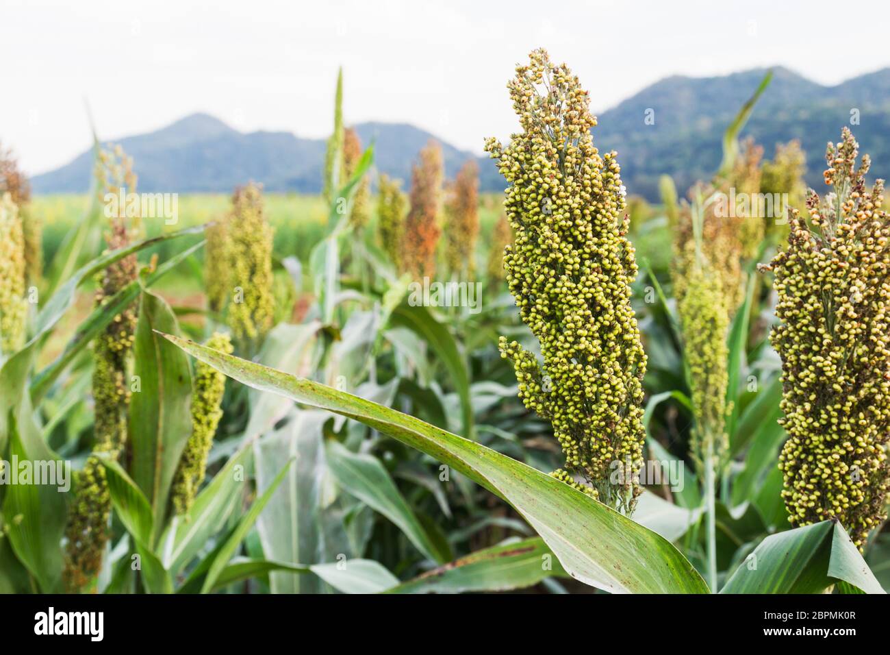 Field sorghum millet sunset hi-res stock photography and images - Alamy