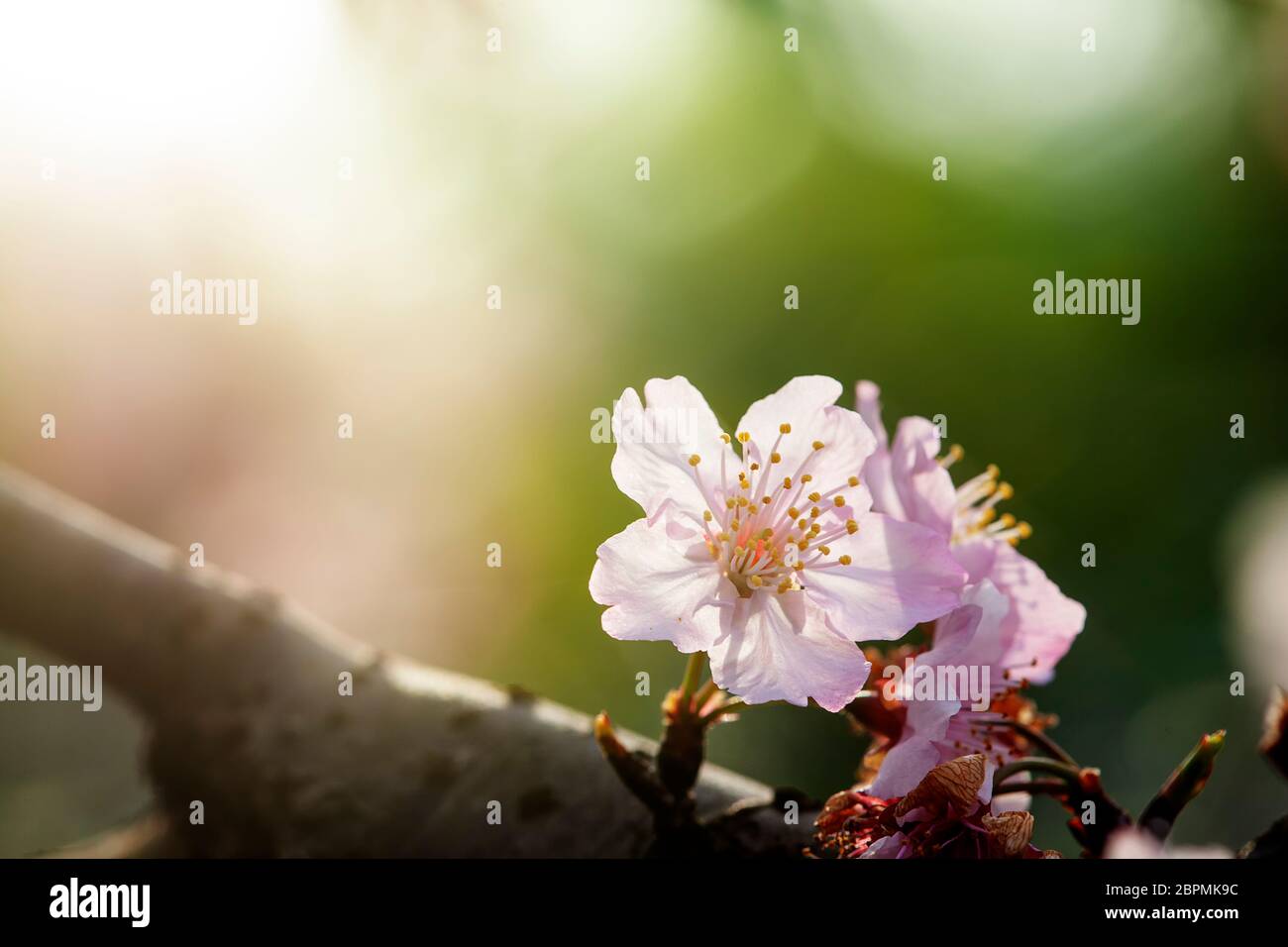 The pink beautiful sakura flower with nice background color Stock Photo ...