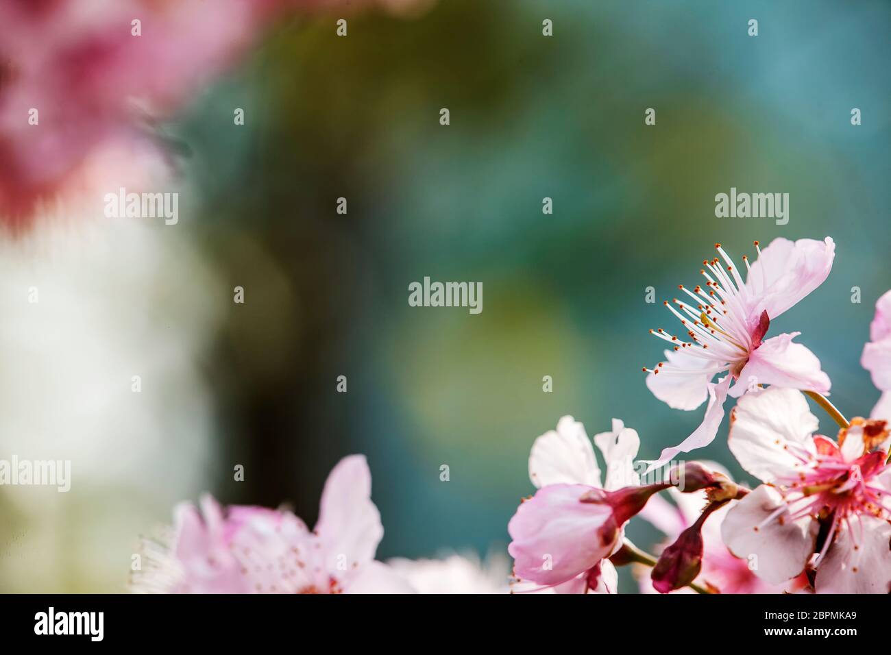 The pink beautiful sakura flower with nice background color Stock Photo ...