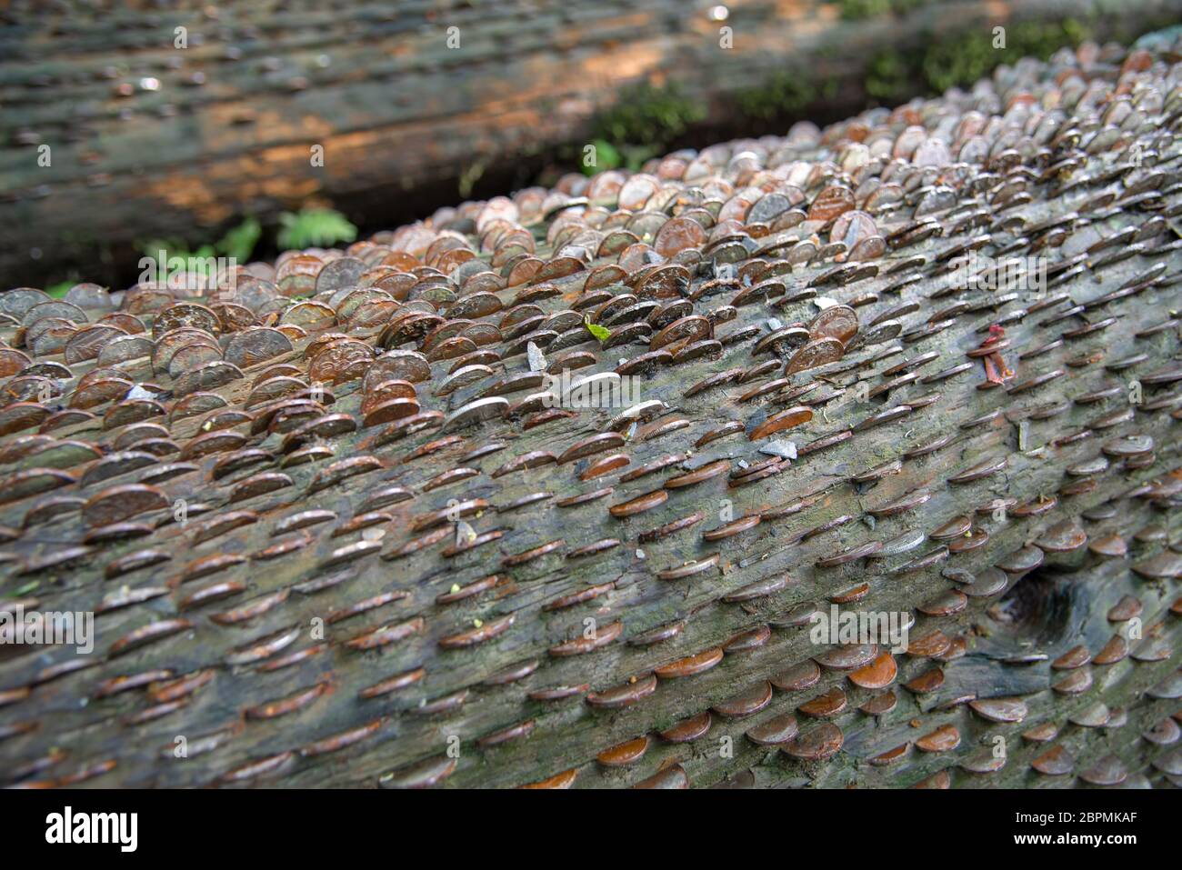 Coins in a Money or Wish Tree in St Nectans Glenn near Tintagel in ...