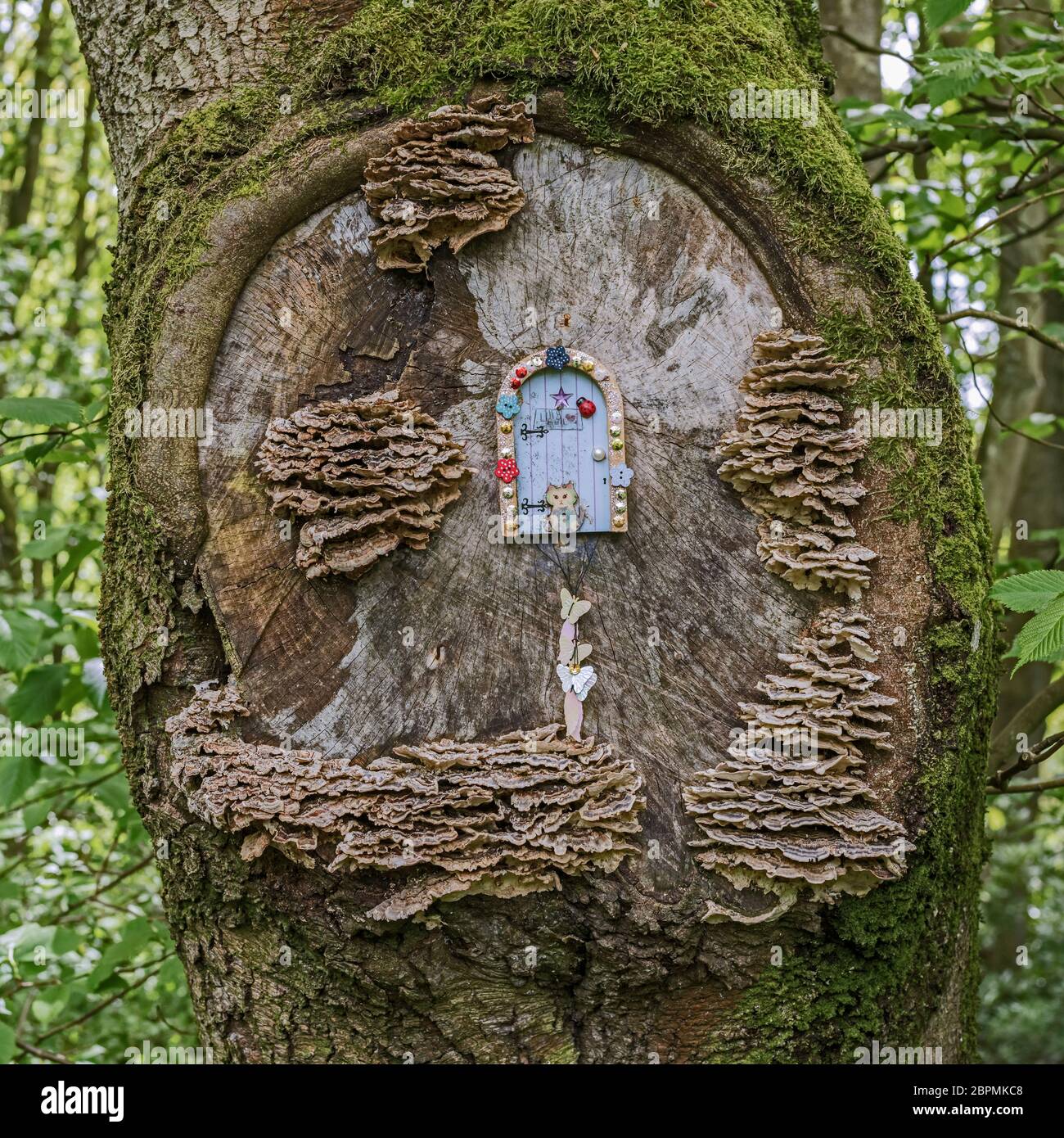 Child’s fairy door and butterflies with small tree bracket fungi and ...