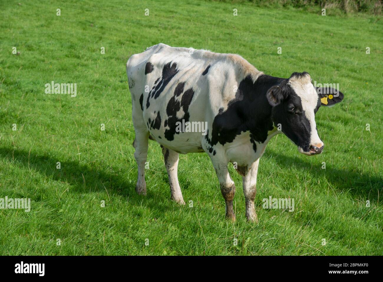 Cow stands on a green meadow near Tintagel in north Cornwall, UK Stock ...