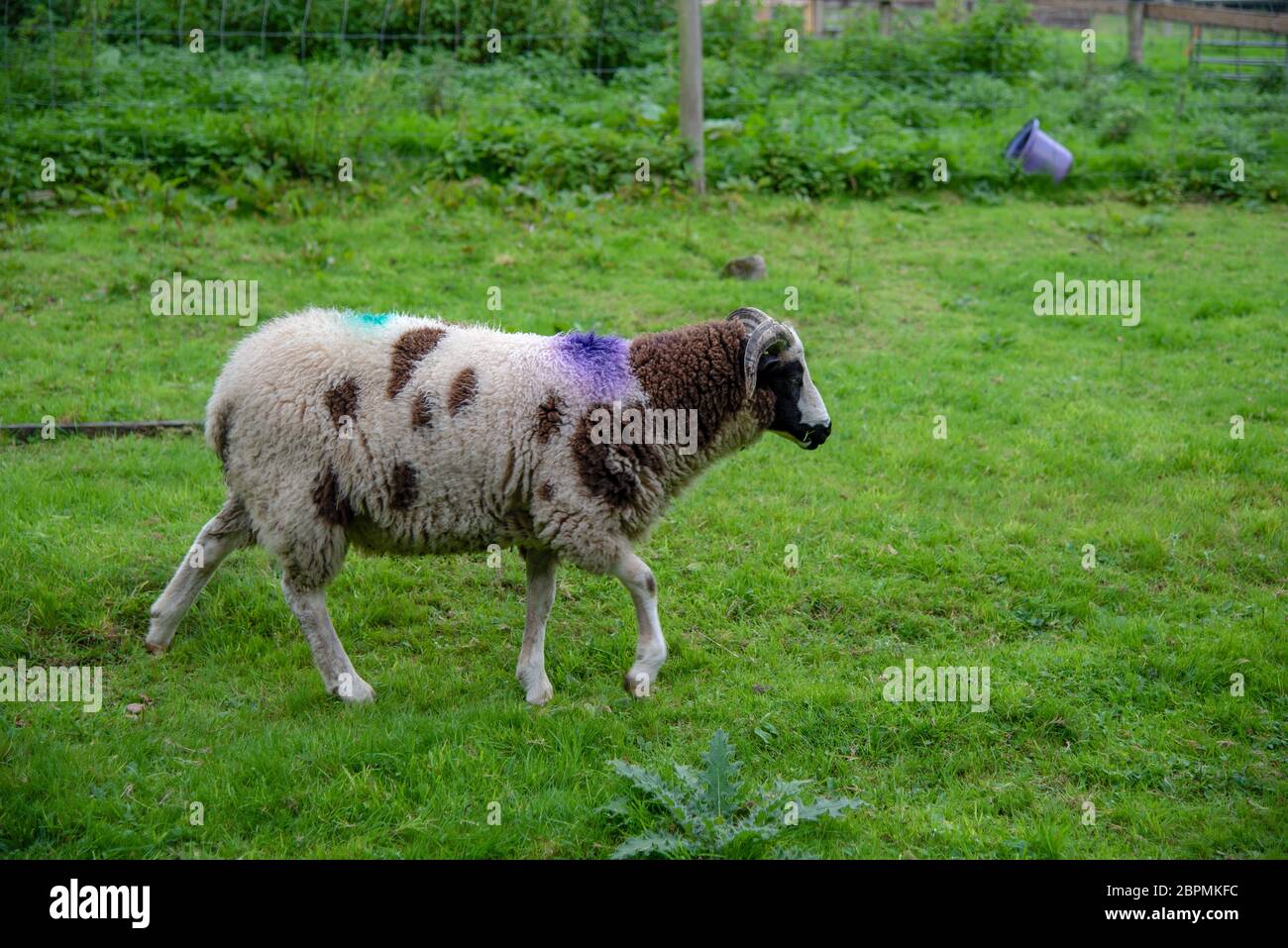 Blue marked sheep hi-res stock photography and images - Alamy
