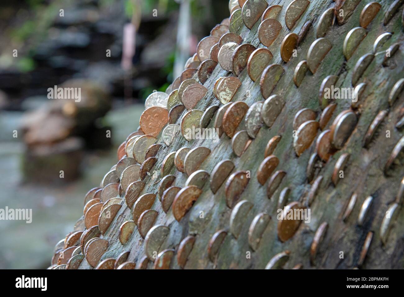 Coins in a Money or Wish Tree in St Nectans Glenn near Tintagel in ...
