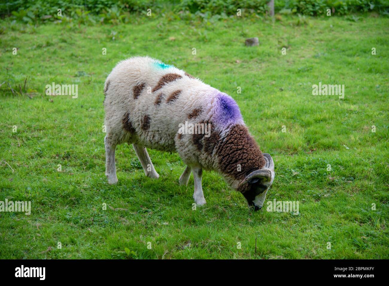 Marked sheep hi-res stock photography and images - Alamy