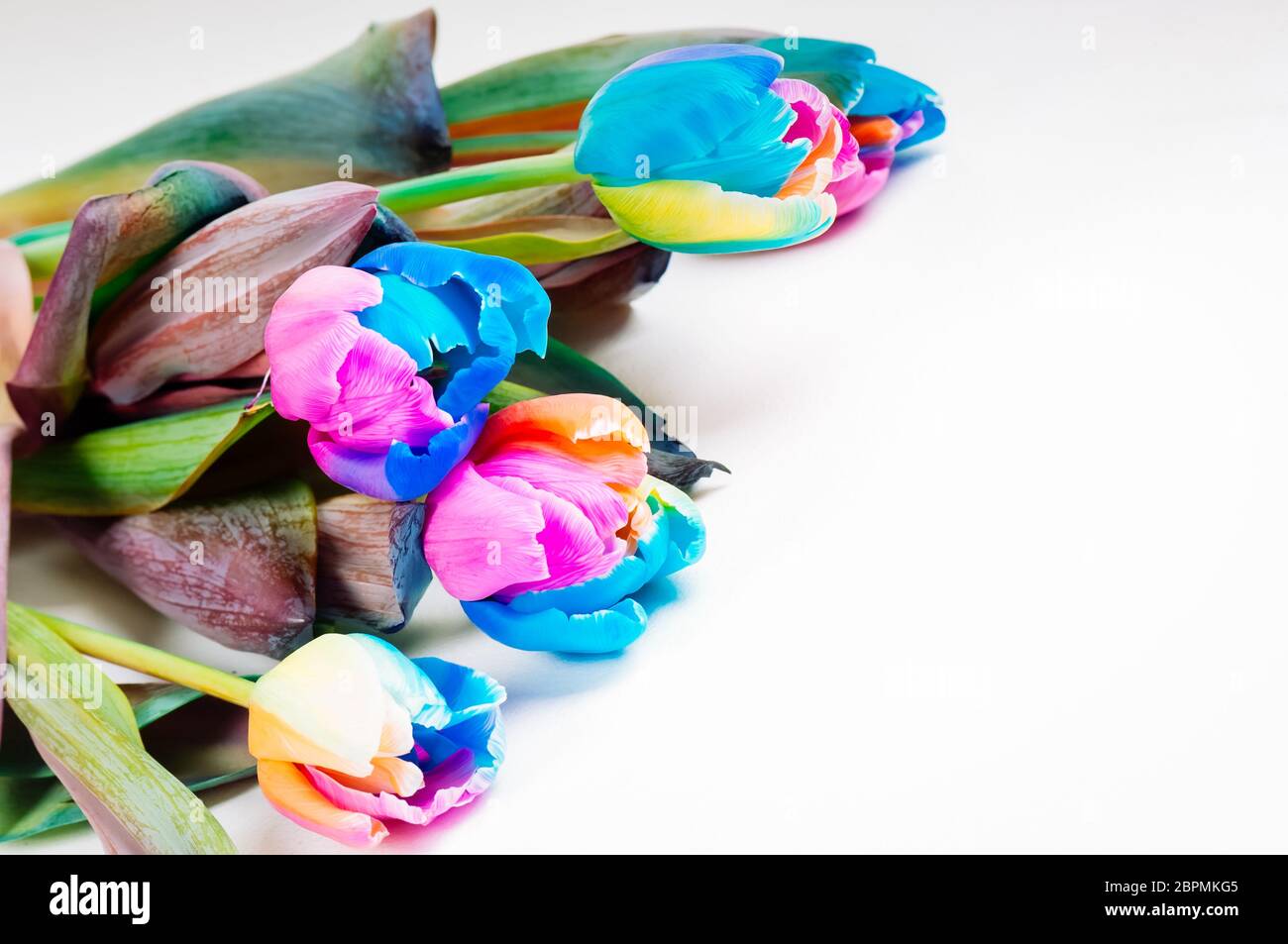 Bunch of unusual multi colored tulips over white background Stock Photo ...