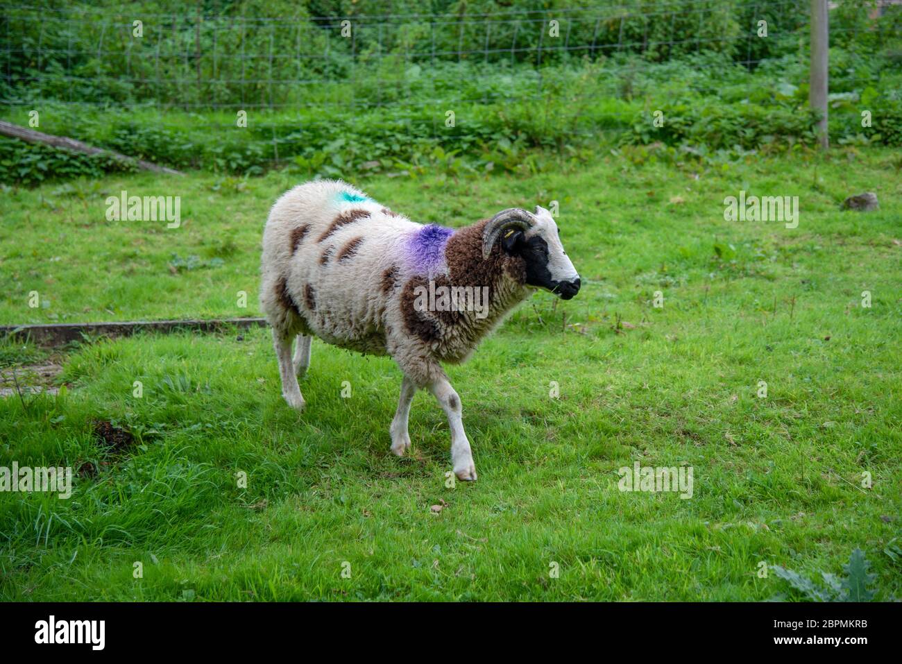 Marked sheep hi-res stock photography and images - Alamy