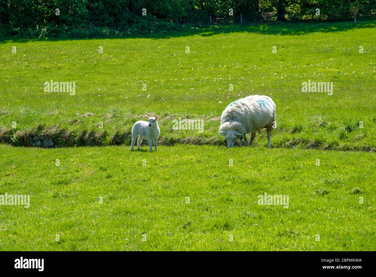 Chirk castle wales hi-res stock photography and images - Alamy