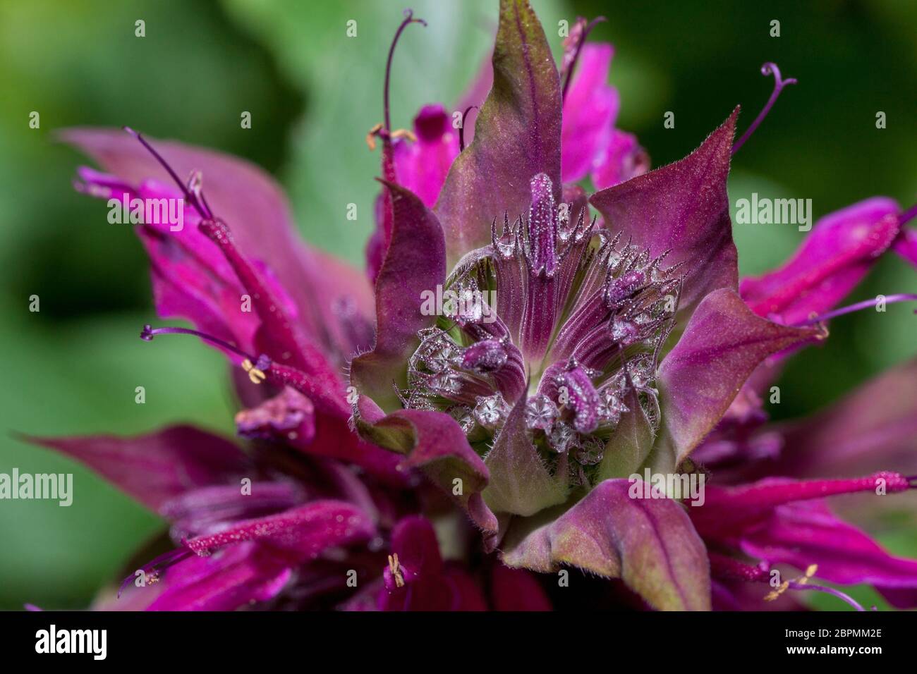 Monarda didyma is growing on a green meadow. Close up. Aromatic herb ...