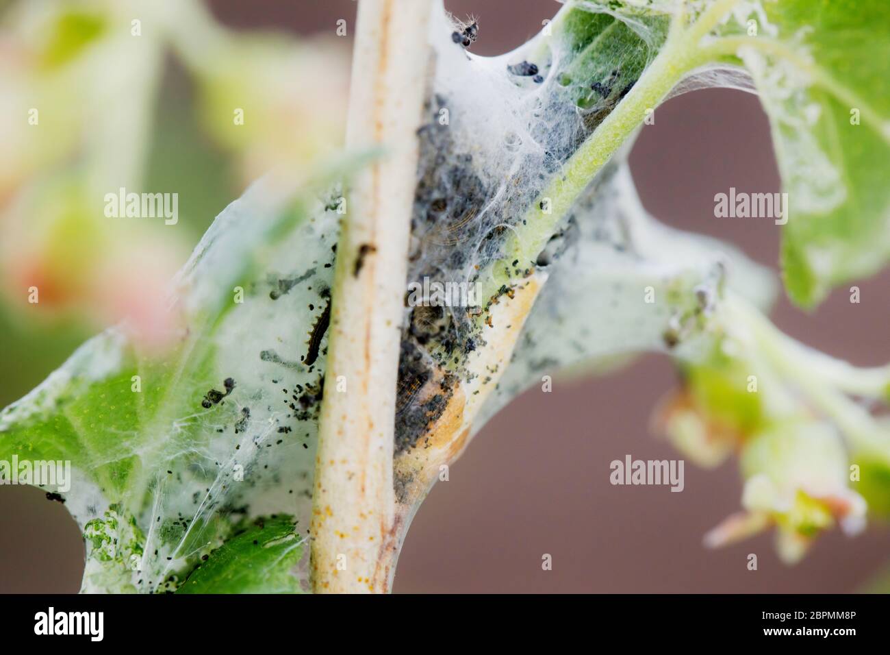 Pest infested crop hi-res stock photography and images - Alamy