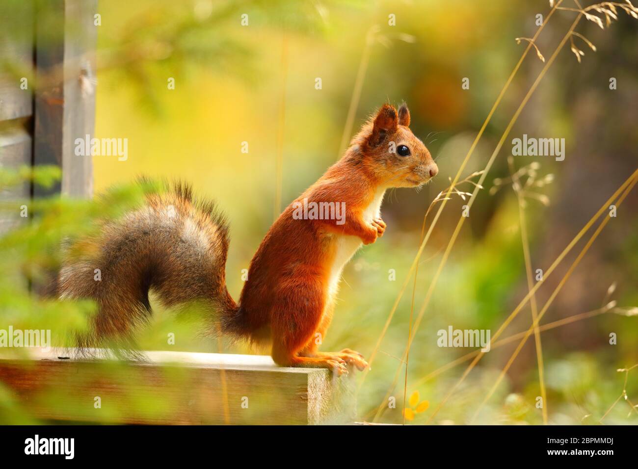Side view portrait of a squirrel looking away in a forest Stock Photo ...