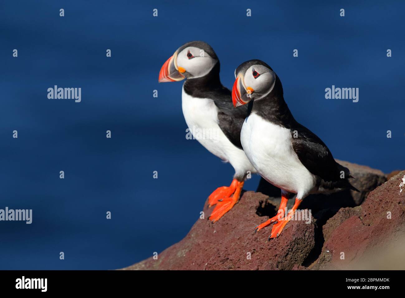 Iceland group puffins birds on hi-res stock photography and images - Alamy