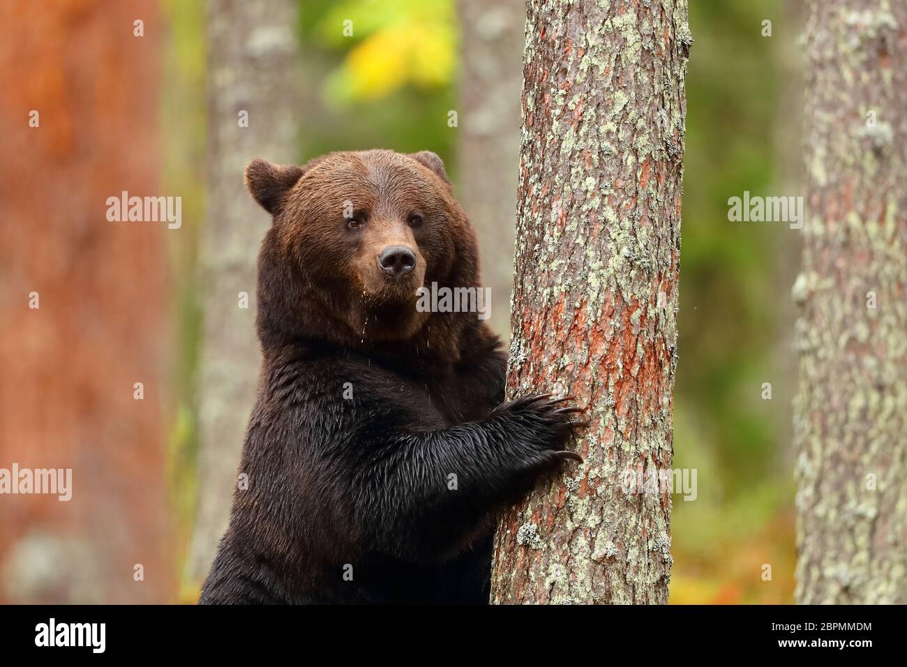 Big brown bear standing leaning in a tree of a forest showing claw ...