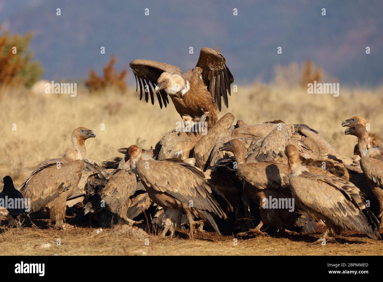 Multiple vultures hi-res stock photography and images - Alamy