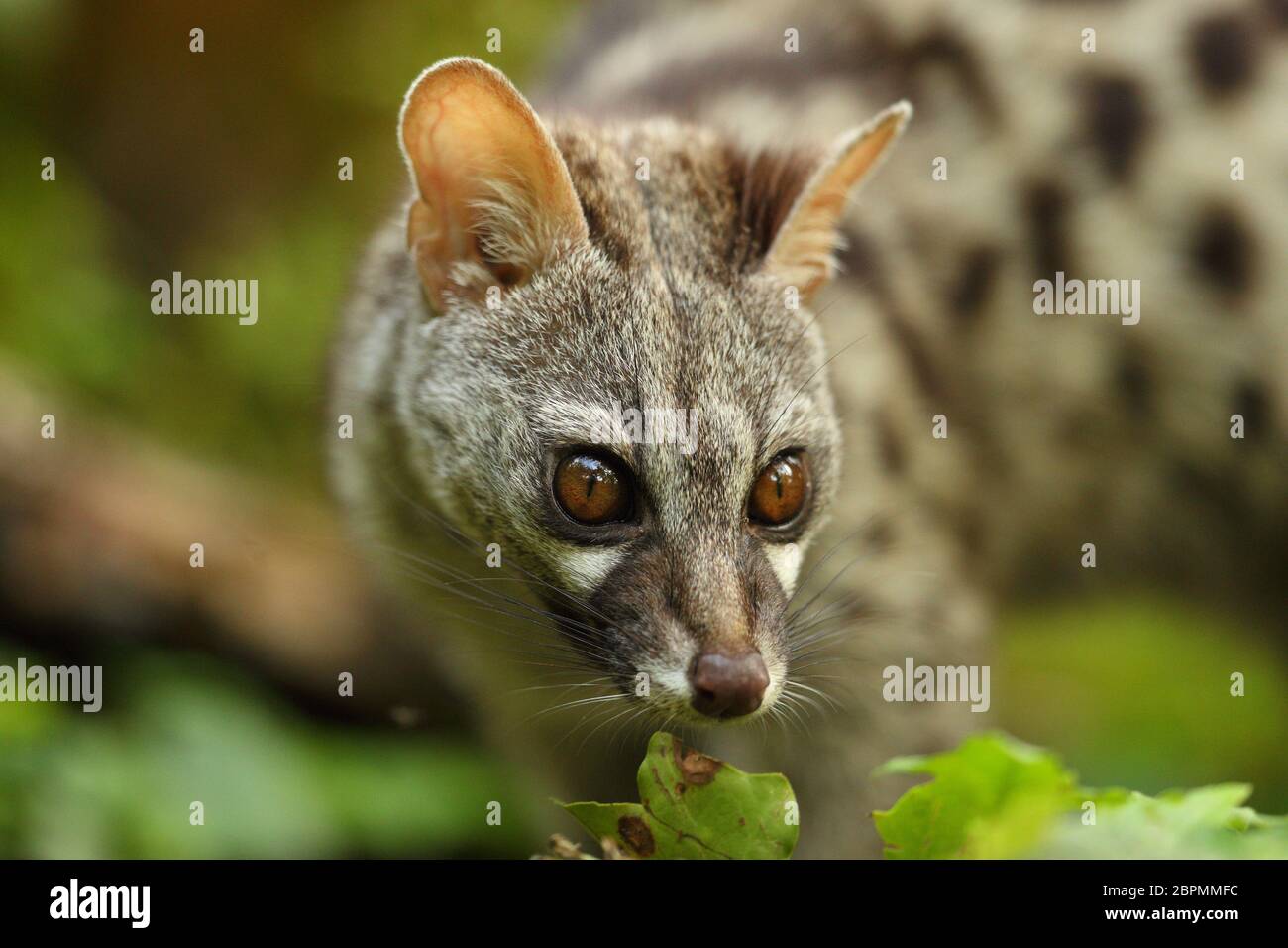 Genet head hi-res stock photography and images - Alamy