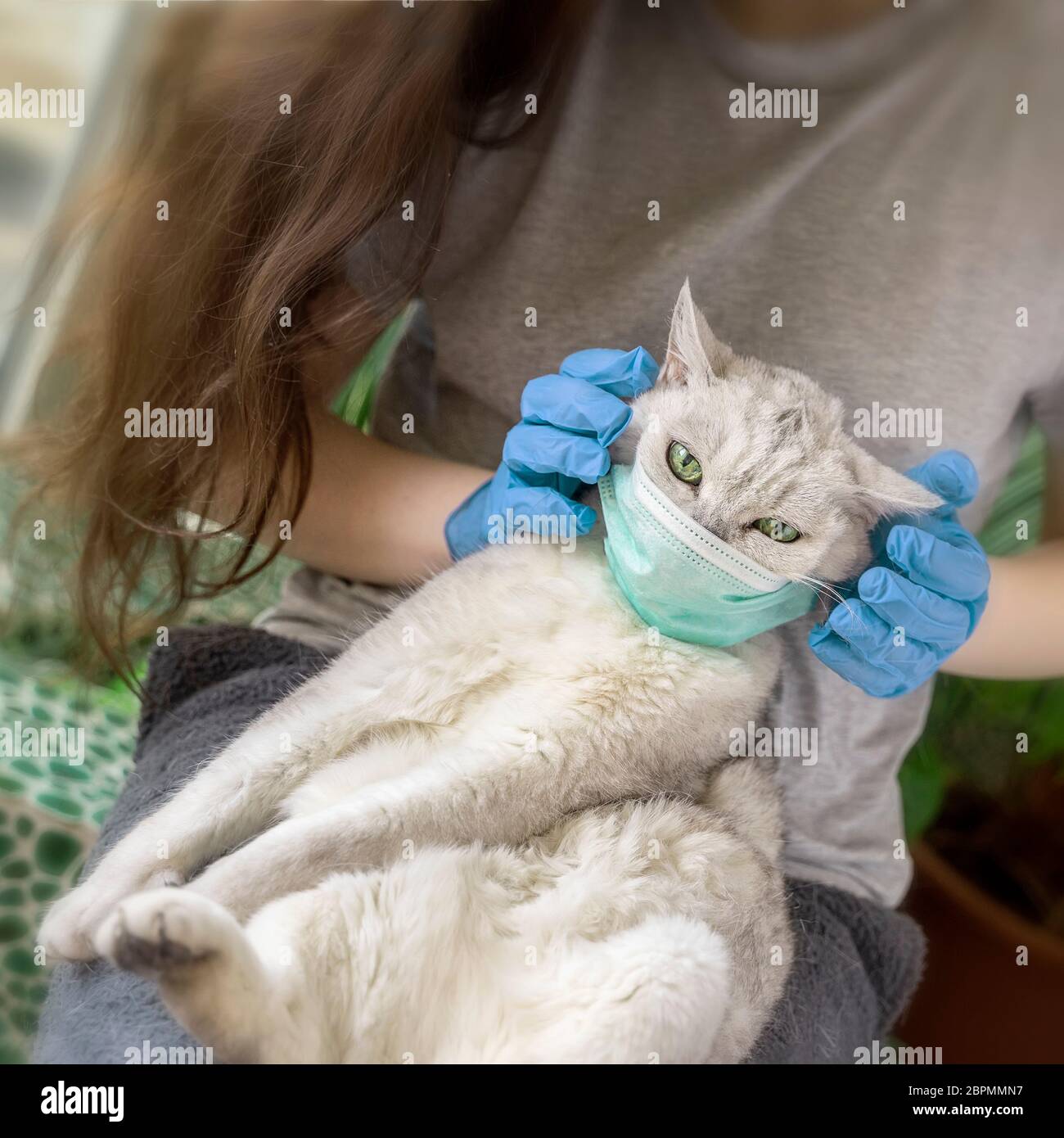 Cat in disposable medical mask in the hands of unrecognizable girl in ...