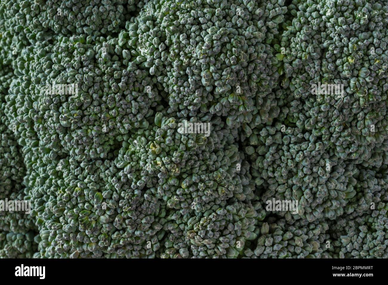 Broccoli inflorescence of fresh green close up Stock Photo - Alamy