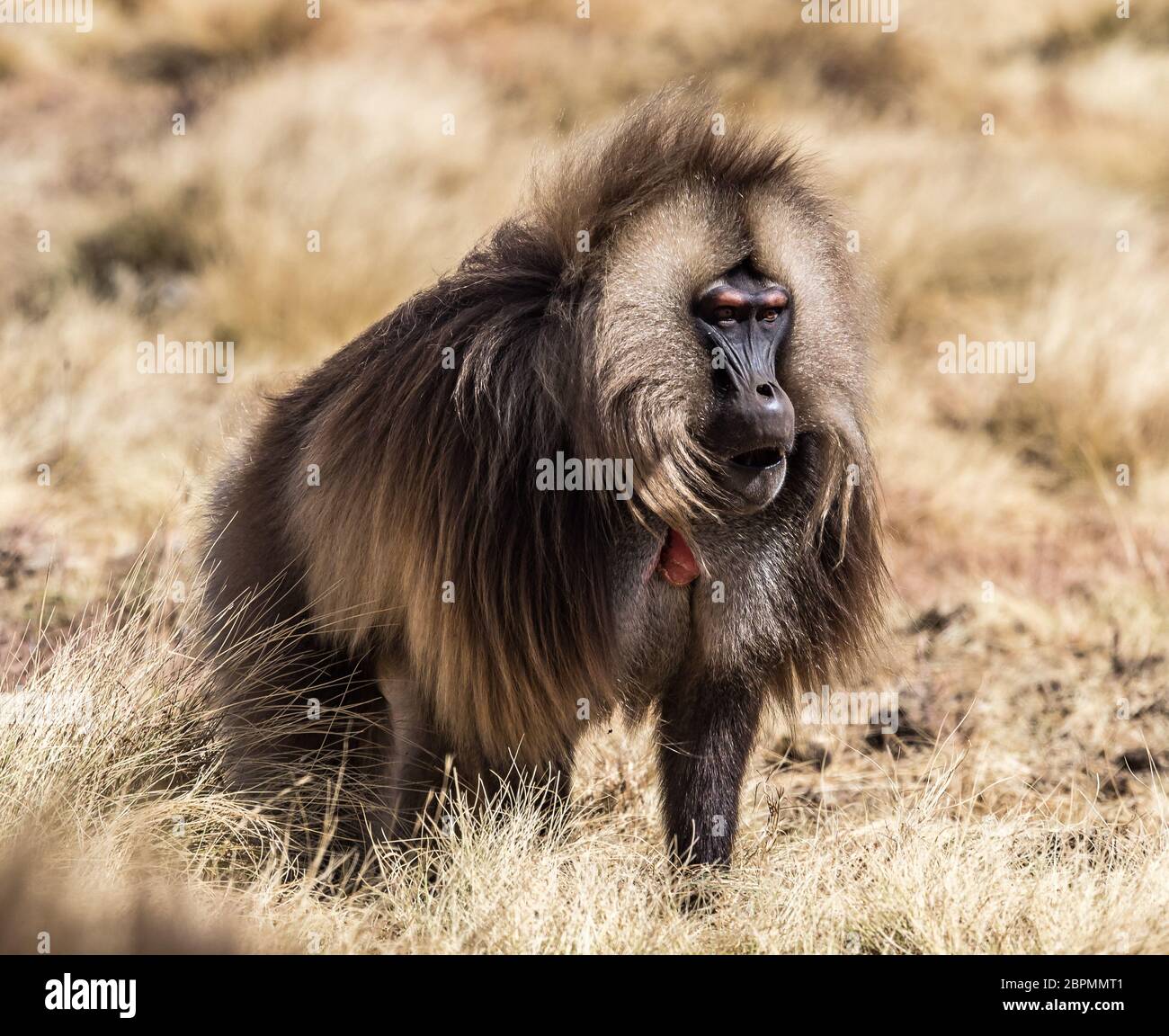 Gelada Baboon Theropithecus Gelada . Simien Mountains National Park ...