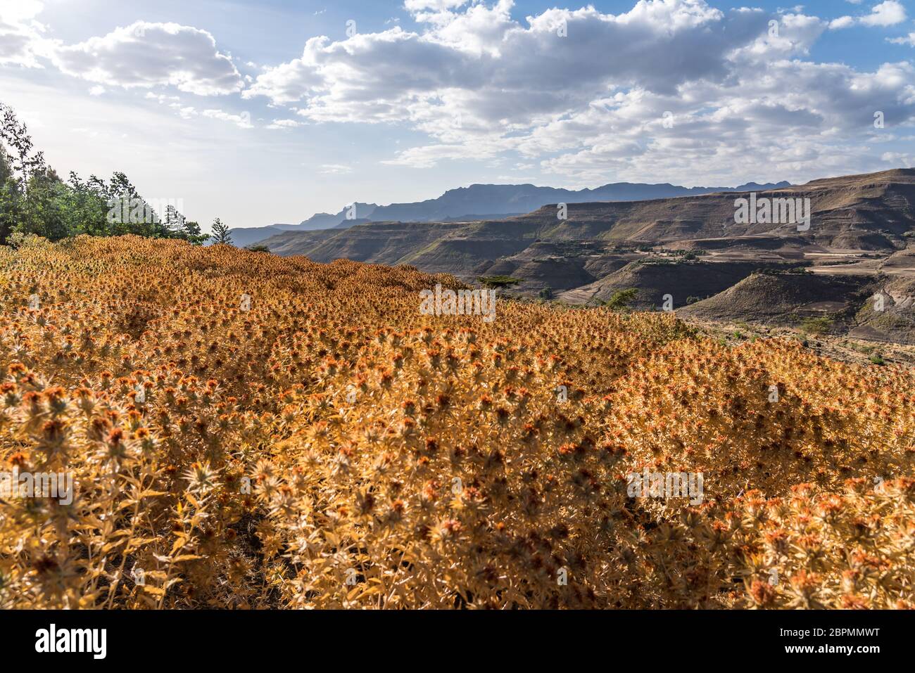 Saflor flower field between Gheralta and Lalibela in Tigray, Northern ...