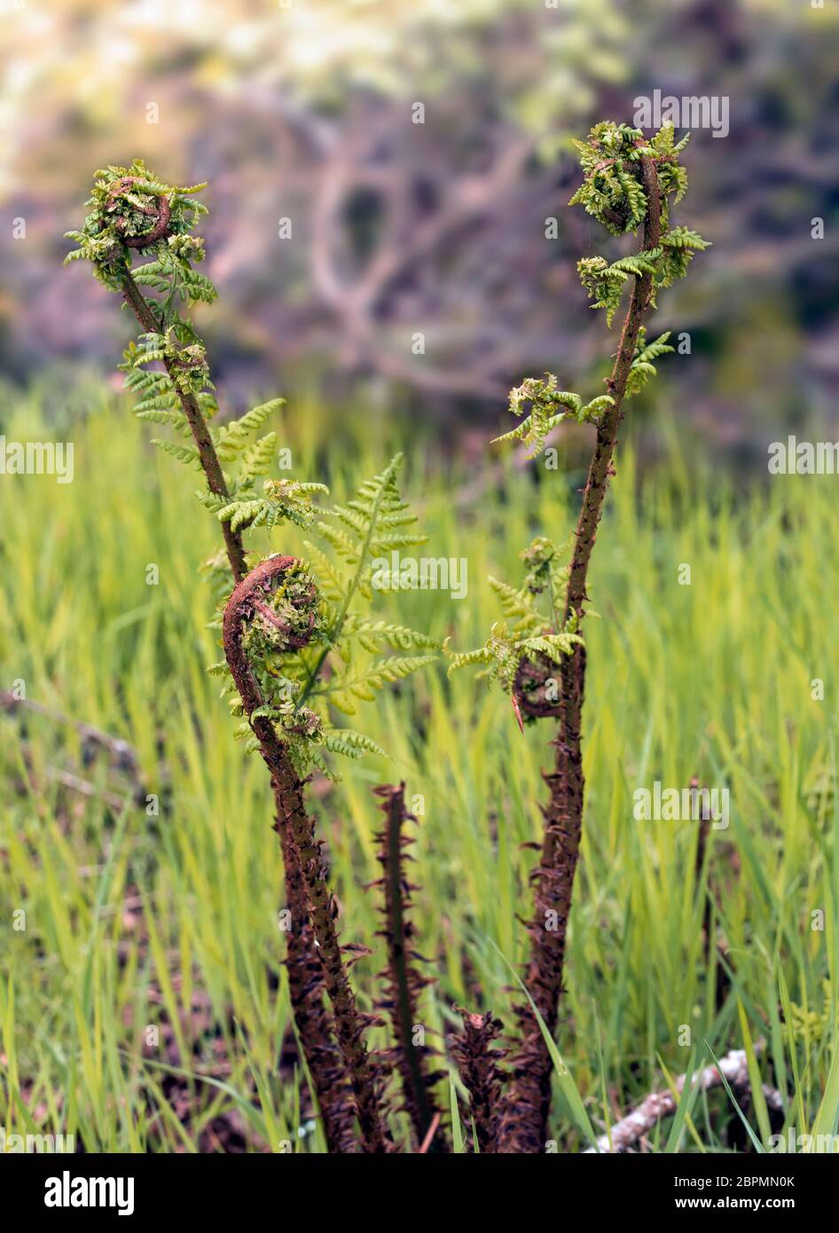 Polypodiopsida or polypodiophyta hi-res stock photography and images ...